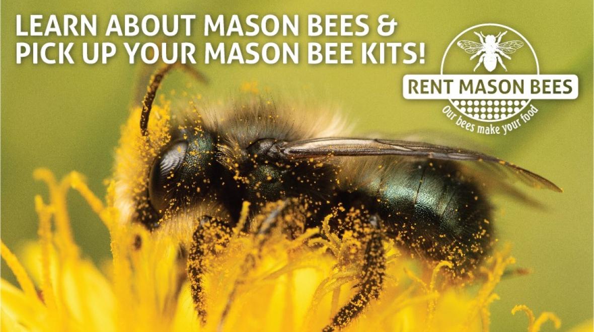 Learn About Mason Bees | Seattle Area Family Fun Calendar | ParentMap