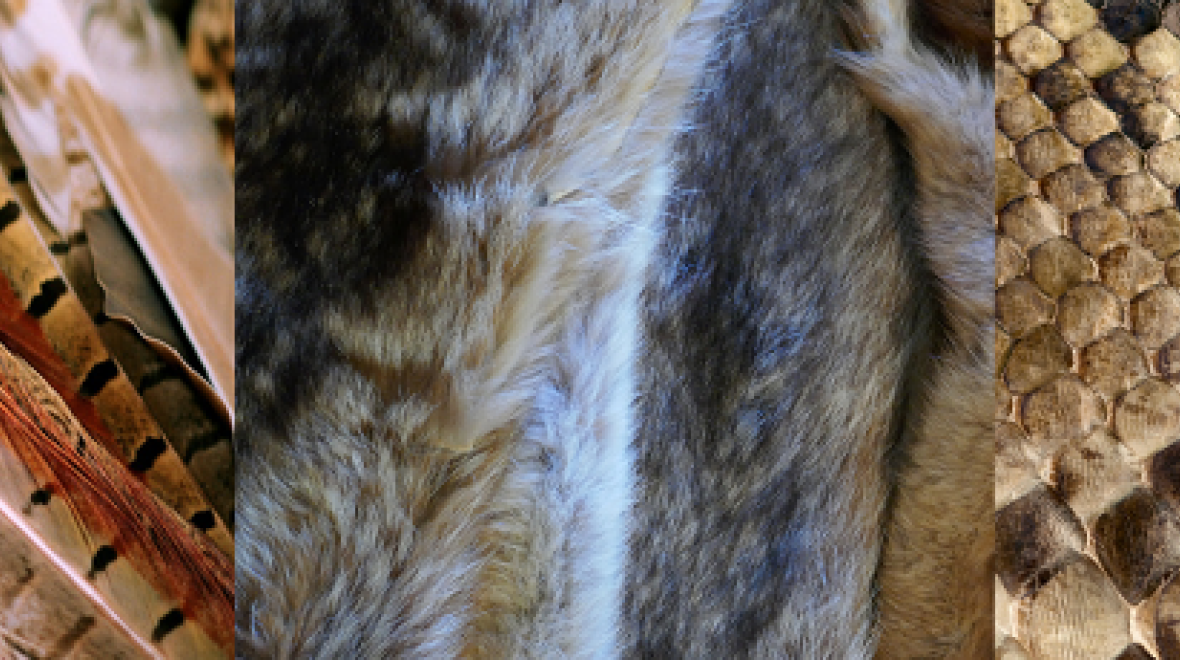 Feathers, Fur & Scales at the Covington Library | Seattle Area Family ...