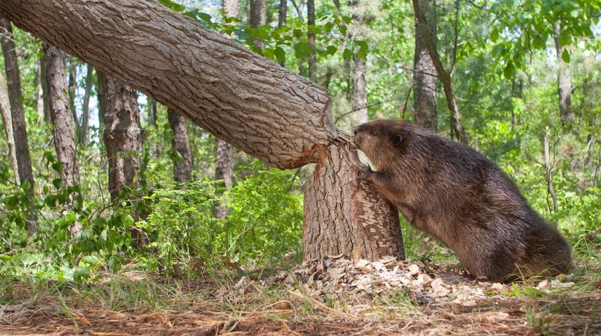 Beavers: Ecosystem Engineers | Seattle Area Family Fun Calendar | ParentMap