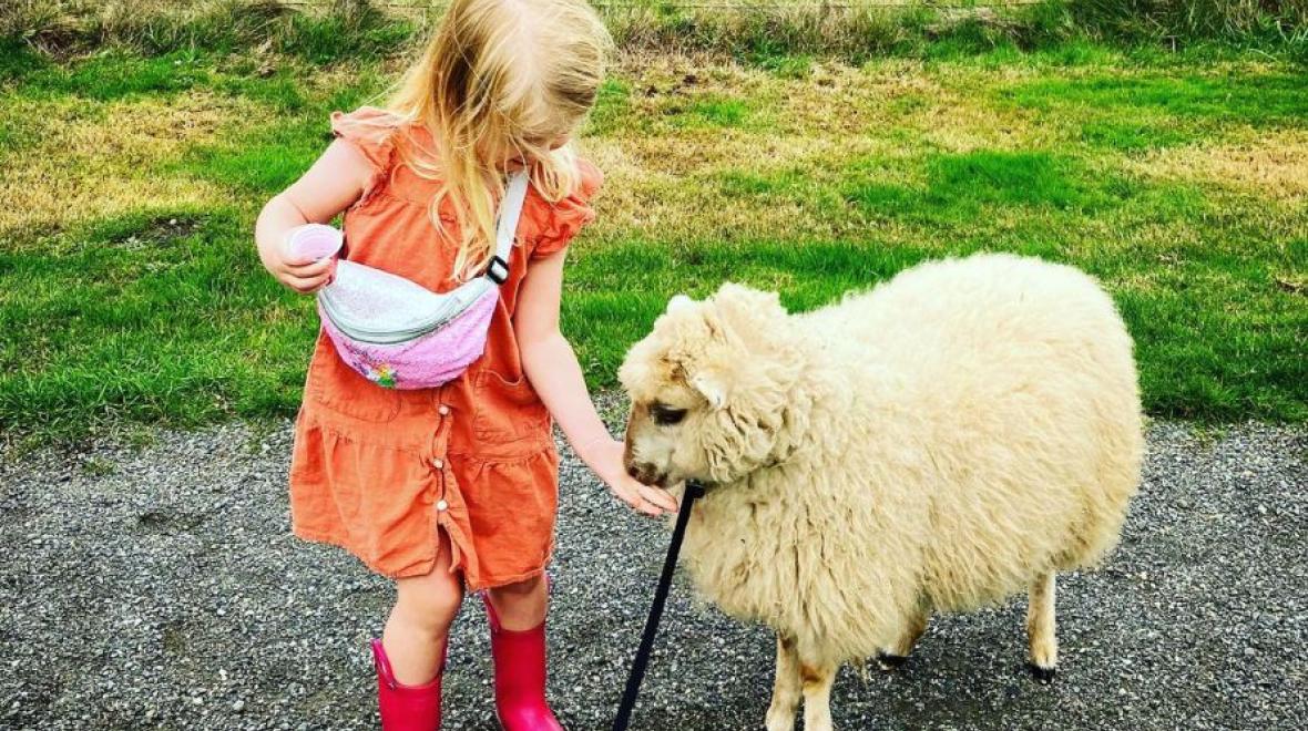 Guided Goat Walk at Plucky Palomino Petting Zoo | Seattle Area Family ...