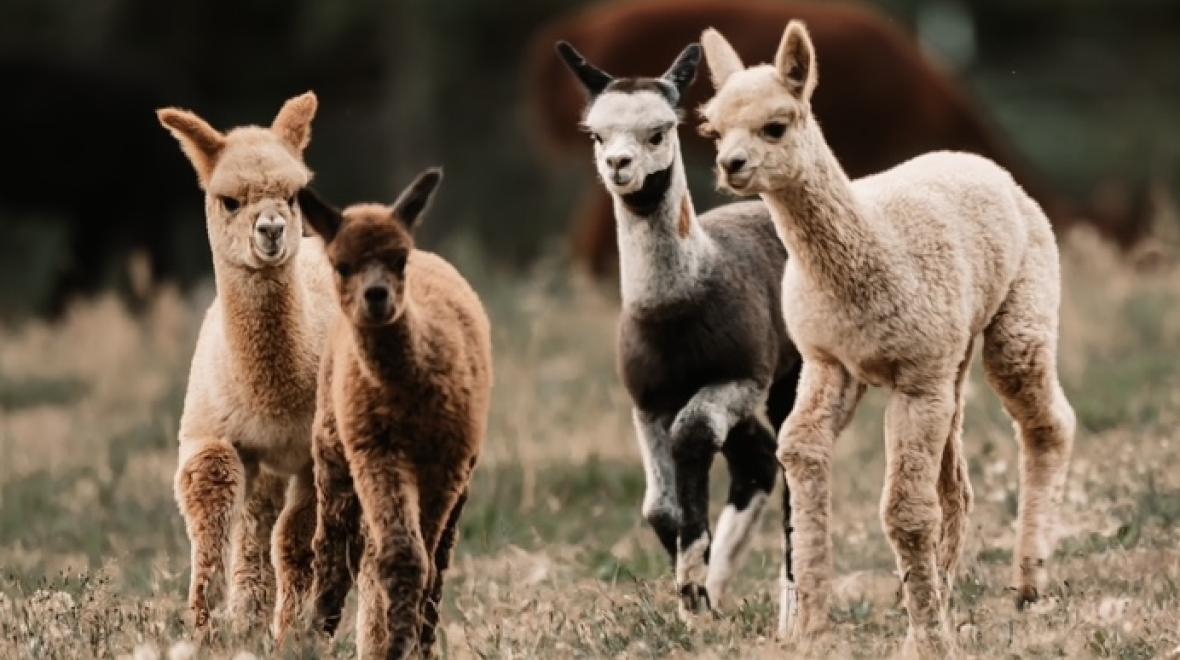 Alpaca Farm Days at Enchanted Farms | Seattle Area Family Fun Calendar ...