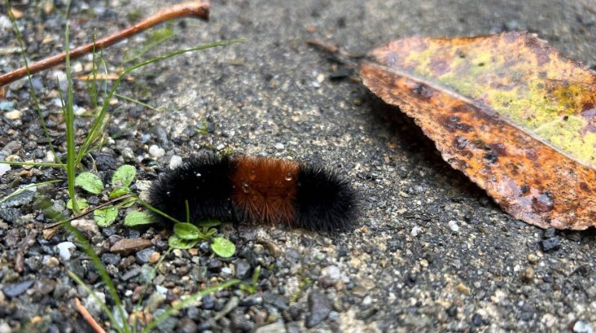 Guided Nature Walk: Bug Walk! | Seattle Area Family Fun Calendar ...