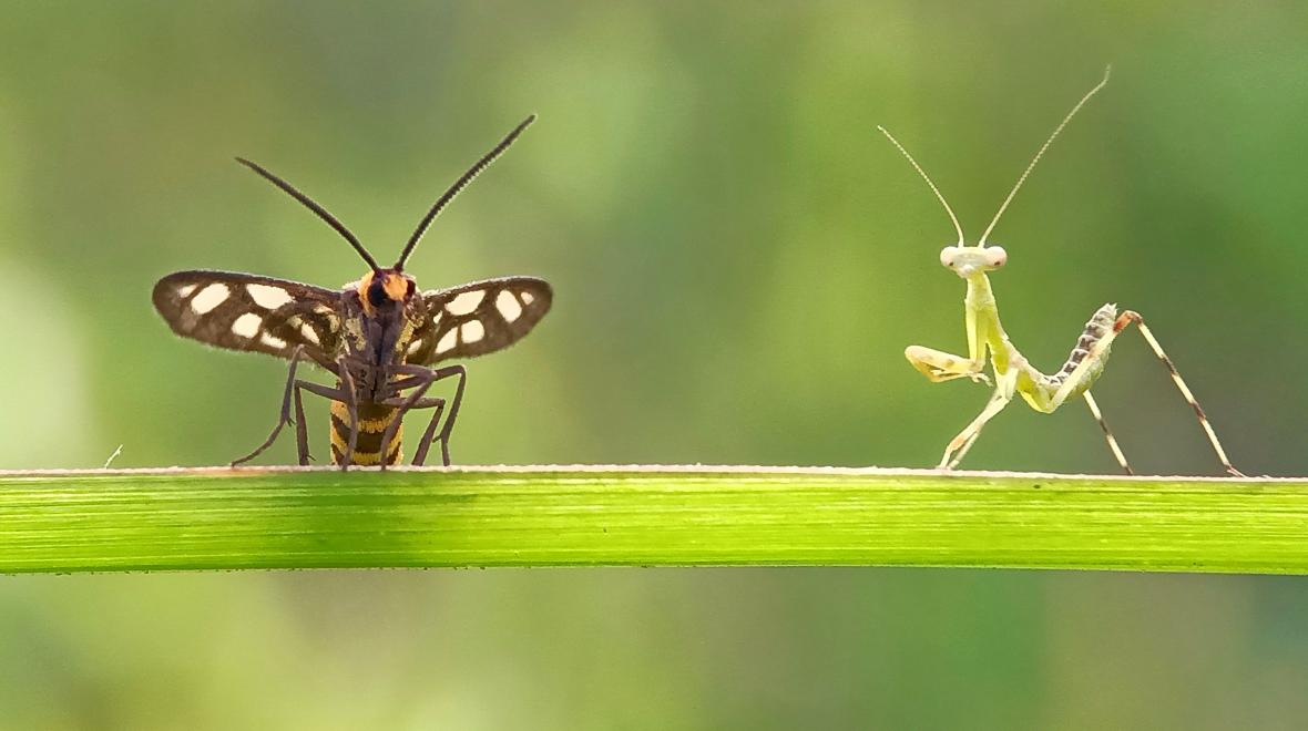 Incredible Insects at the Enumclaw Library | Seattle Area Family Fun ...
