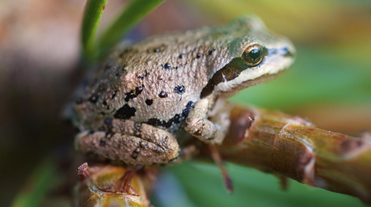 Amphibians of the Northwest | Seattle Area Family Fun Calendar | ParentMap