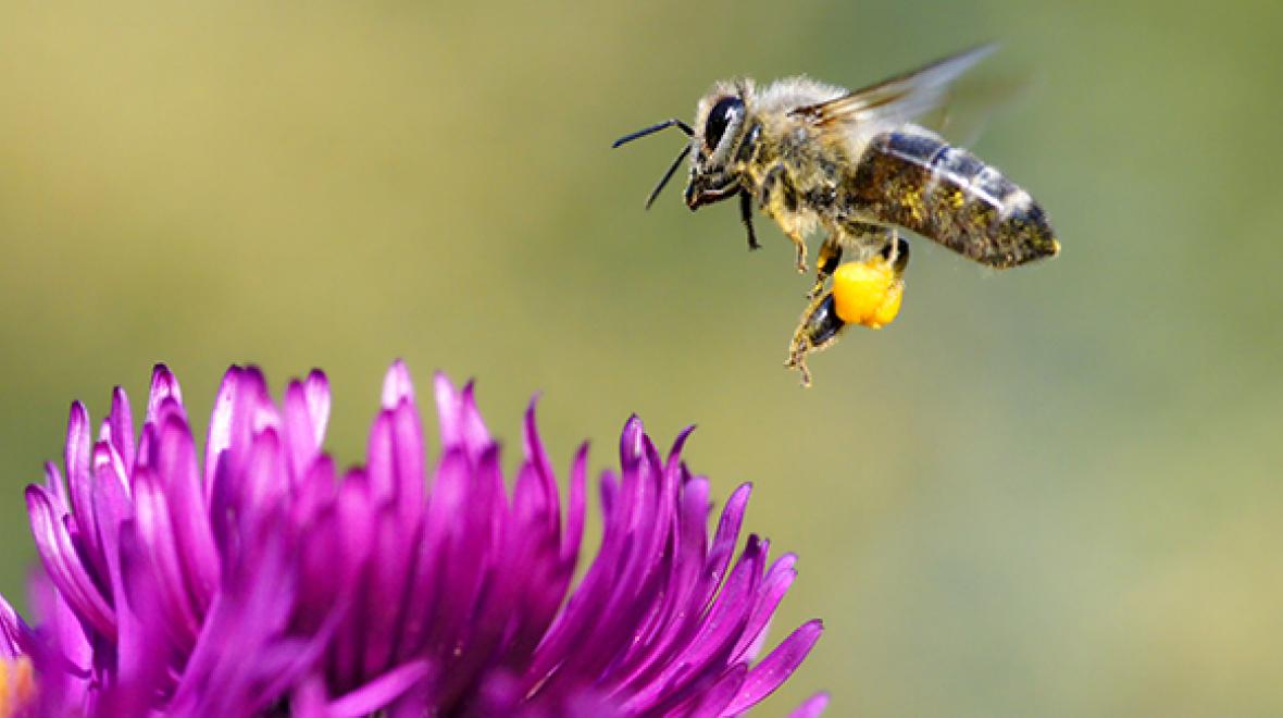 Healthy Pollinators and Backyard Habitats | Seattle Area Family Fun ...