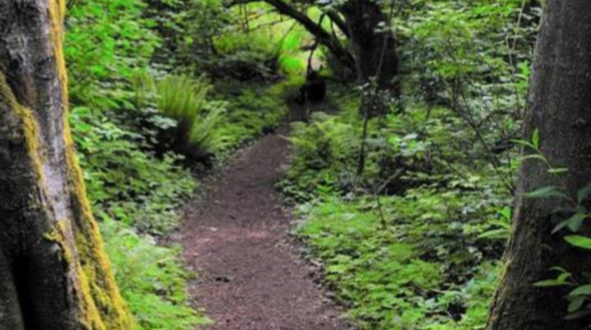 Ranger-led Hike at Lakemont Community Park | Seattle Area Family Fun ...