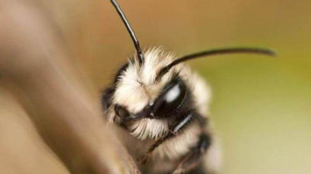 More Bees Please! | Seattle Area Family Fun Calendar | ParentMap