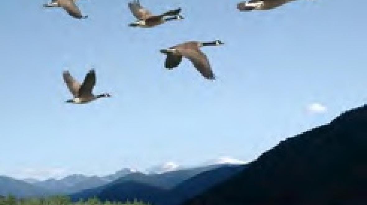 Modes of Migration | Seattle Area Family Fun Calendar | ParentMap