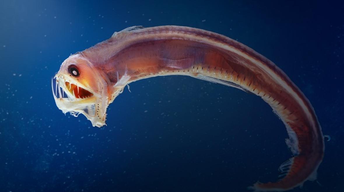 Spooky Creatures of the Deep | Seattle Area Family Fun Calendar | ParentMap