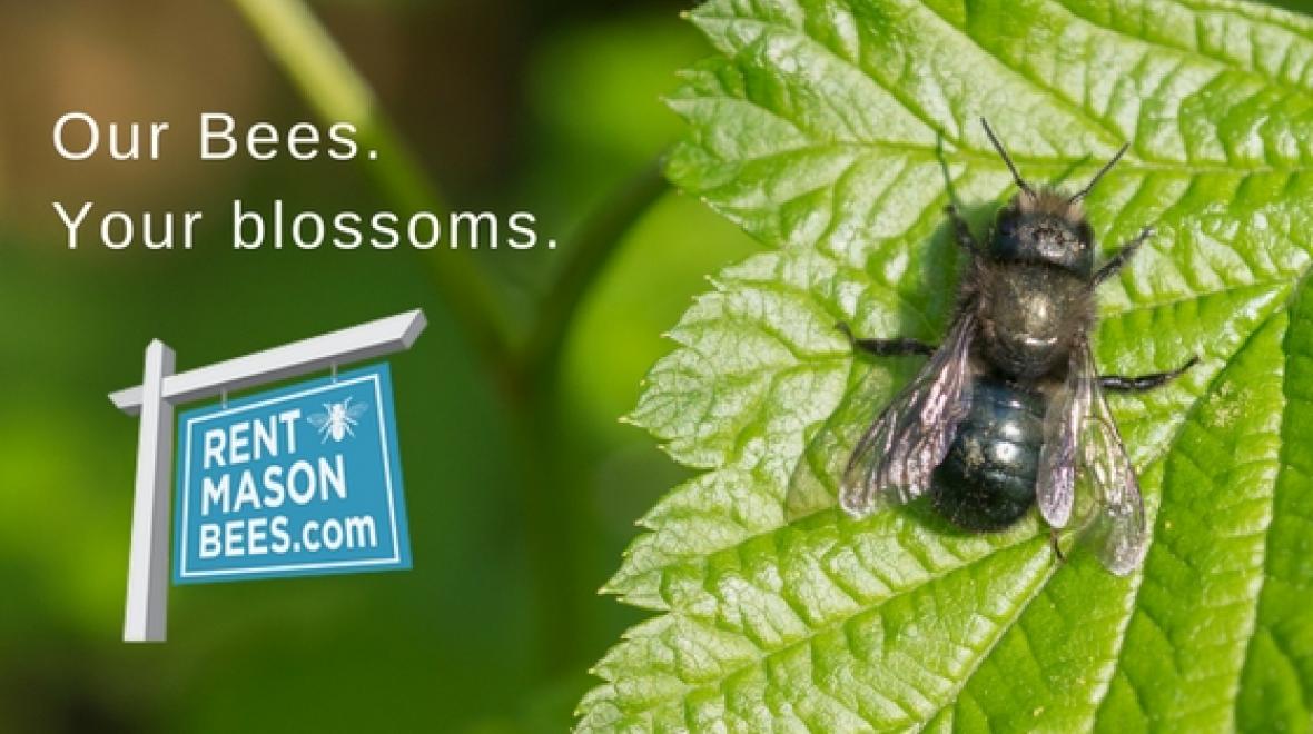 Swansons Nursery hosts Mason Bees: Our Super Native Pollinator ...