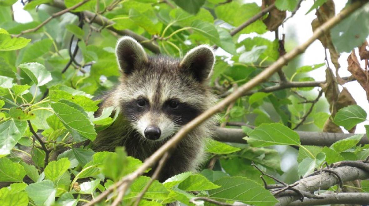 Street Smart Raccoons | Seattle Area Family Fun Calendar | ParentMap