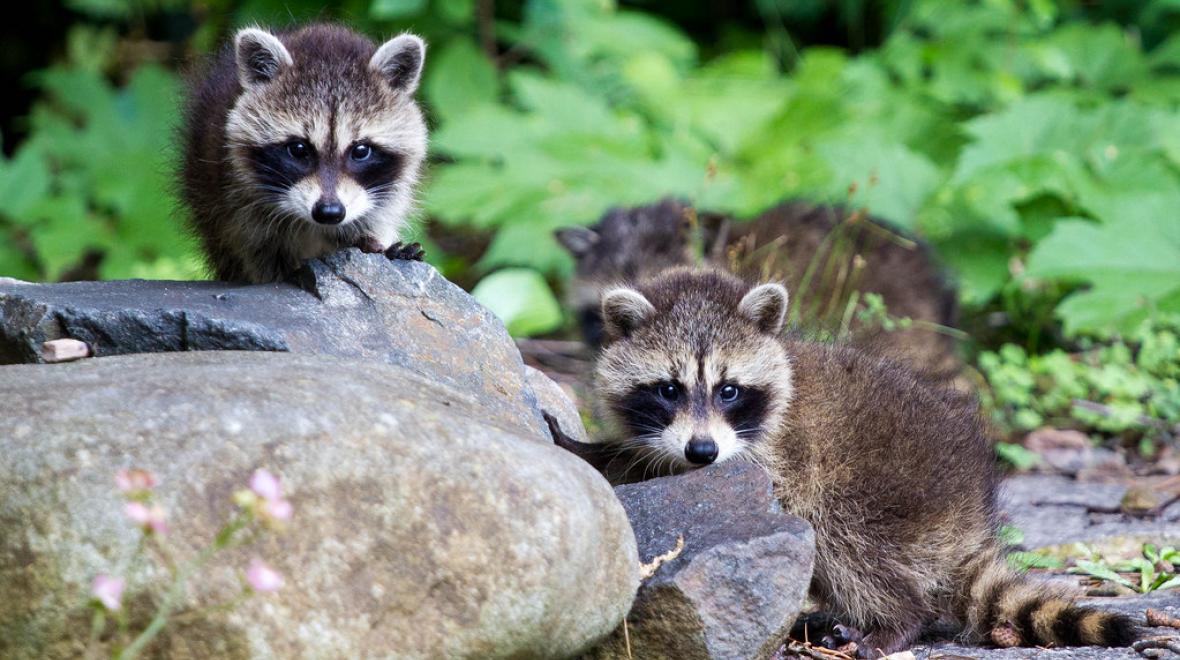 Street Smart Raccoons | Seattle Area Family Fun Calendar | ParentMap