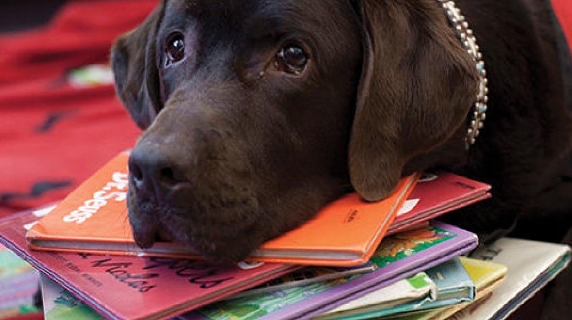 Reading with Rover at the Kingsgate Library | Seattle Area Family Fun ...