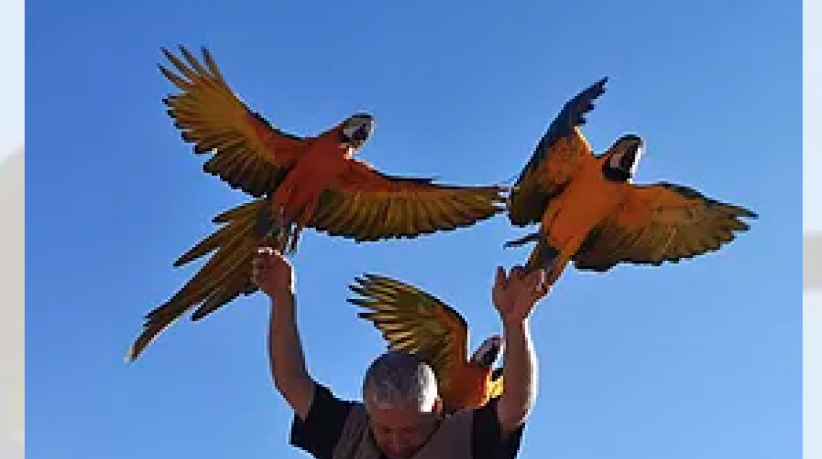 Seattle Parrot Expo | Seattle Area Family Fun Calendar | ParentMap