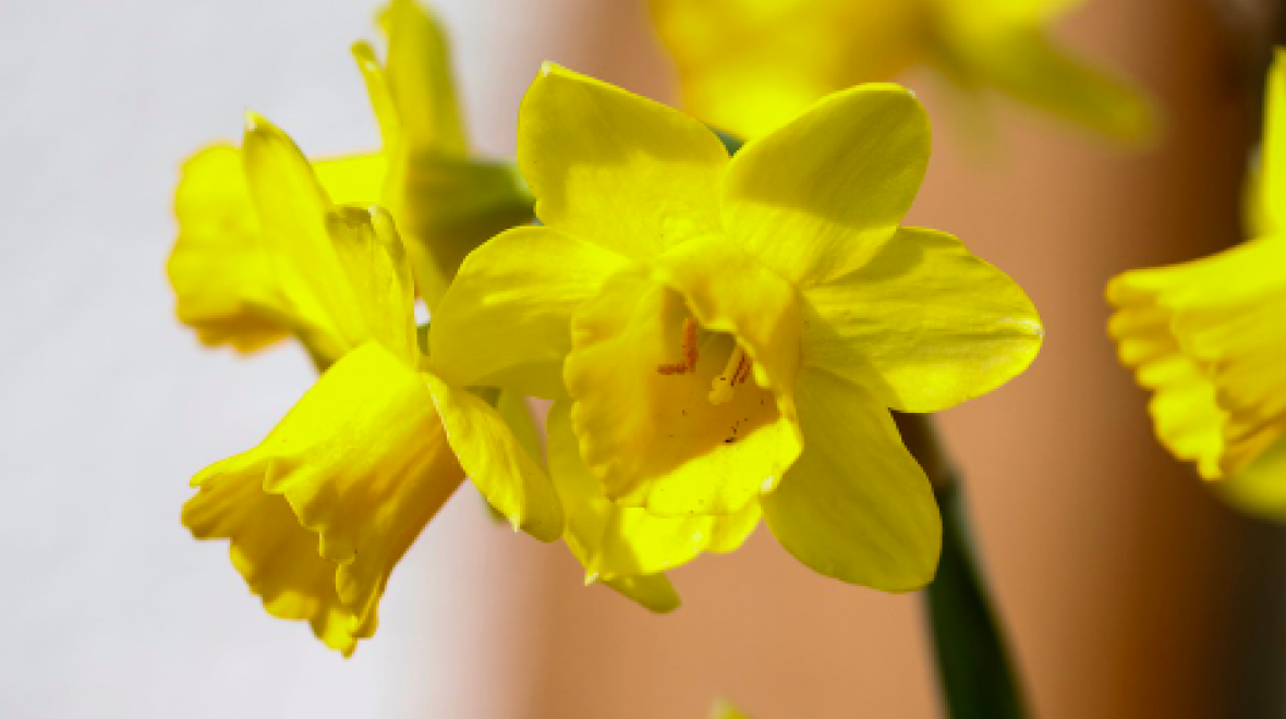 Read with a Daffodil Princess | Seattle Area Family Fun Calendar ...