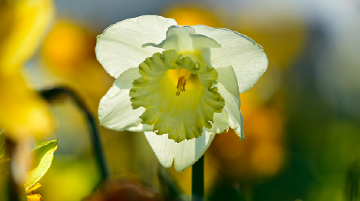 Read with a Daffodil Princess | Seattle Area Family Fun Calendar ...
