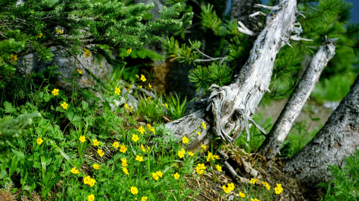 Check Out Washington with a Park Ranger | Seattle Area Family Fun ...