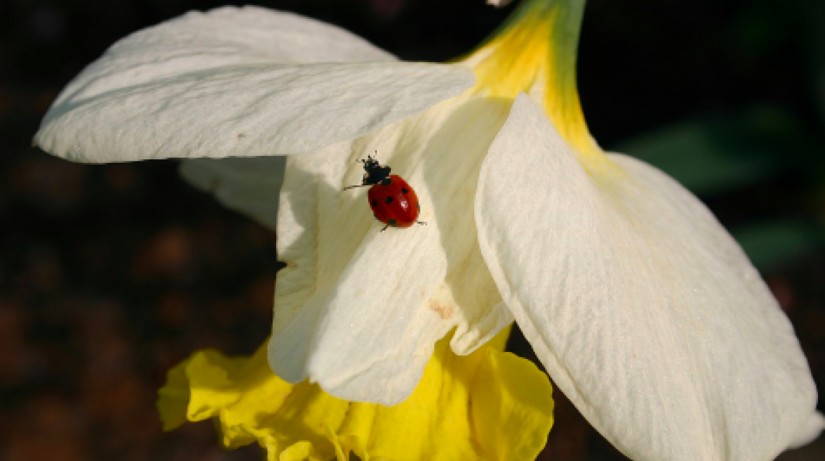 Ladybug Release at Chihuly Garden and Glass | Seattle Area Family Fun ...