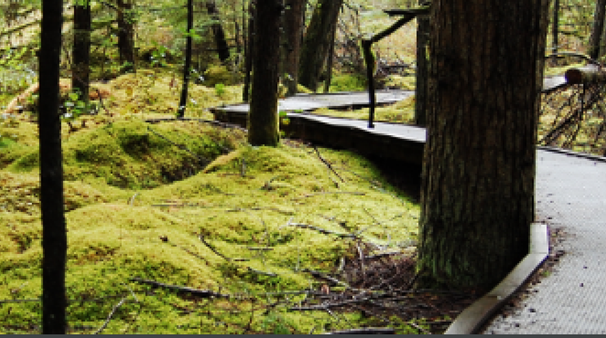 Tree Tour '22 Kids Edition at SHADOW Lake Nature Preserve: Rare Trees ...