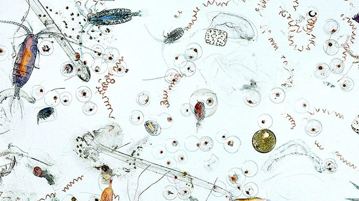 Junior Ecologists: Plankton Aplenty | Seattle Area Family Fun Calendar ...