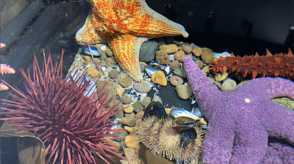 Junior Ecologists: Those spiky echinoderms | Seattle Area Family Fun ...