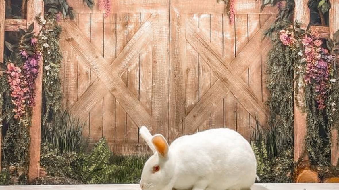 Easter Photos at Enchanted Farms | Seattle Area Family Fun Calendar ...
