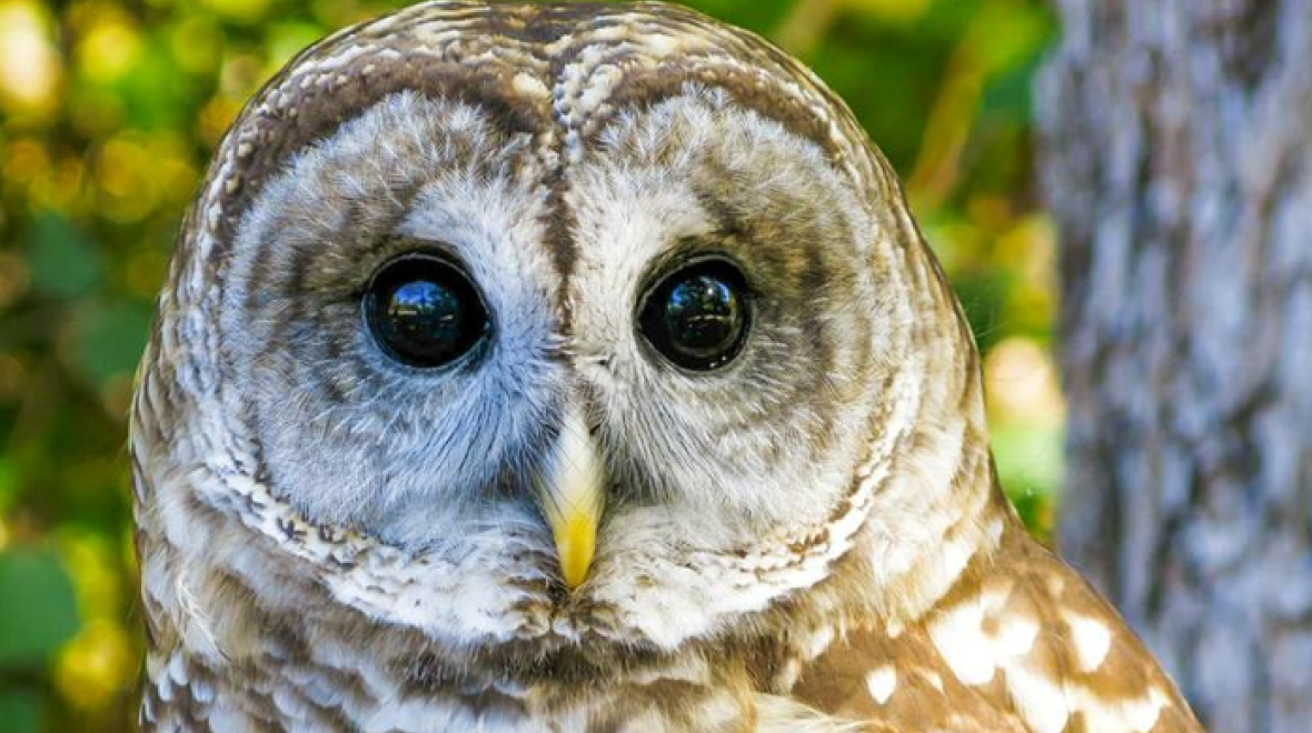 Owl Prowl at Discovery Park | Seattle Area Family Fun Calendar | ParentMap