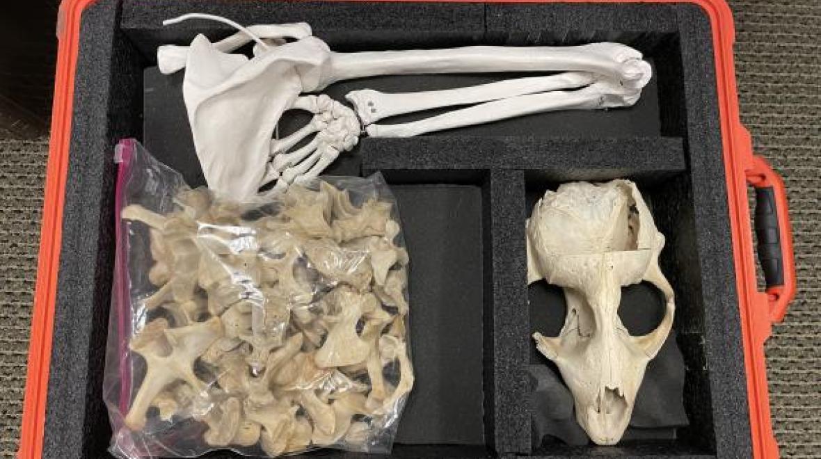 Explore Your World: Skeletons | Seattle Area Family Fun Calendar ...