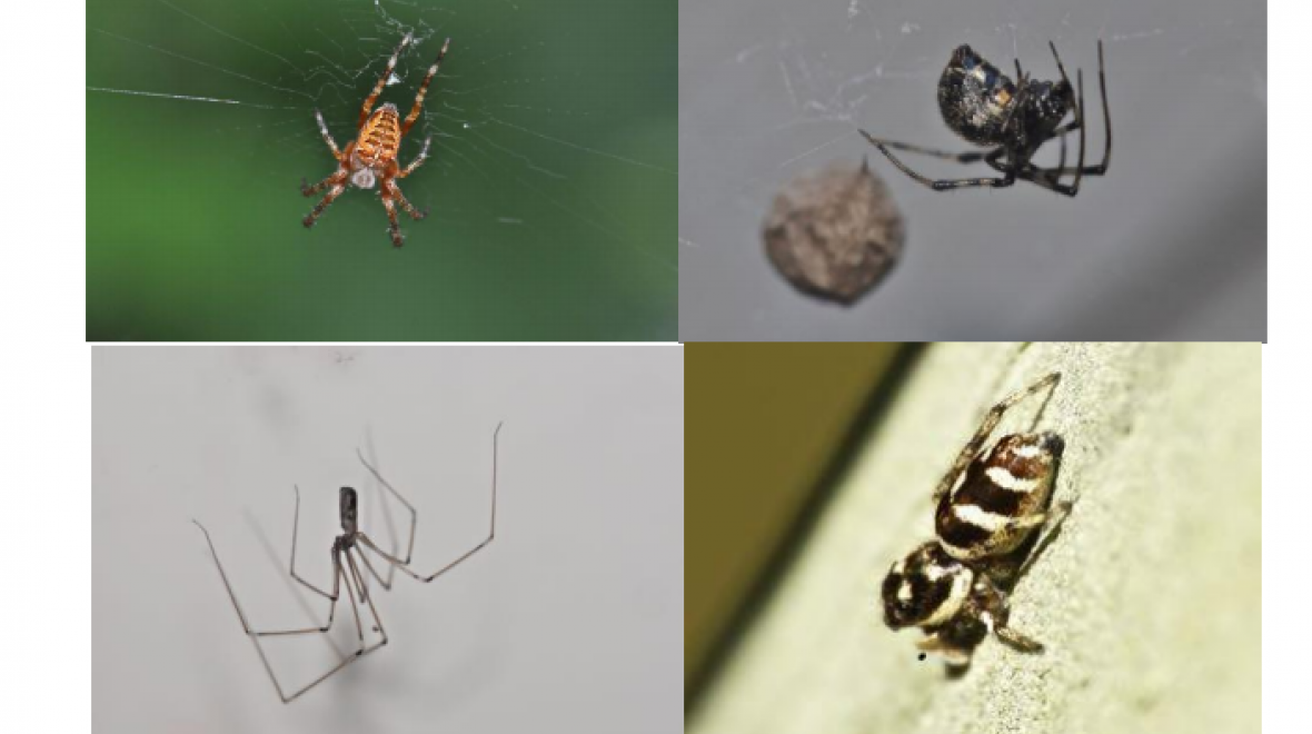 Spiders in the Northwest | Seattle Area Family Fun Calendar | ParentMap