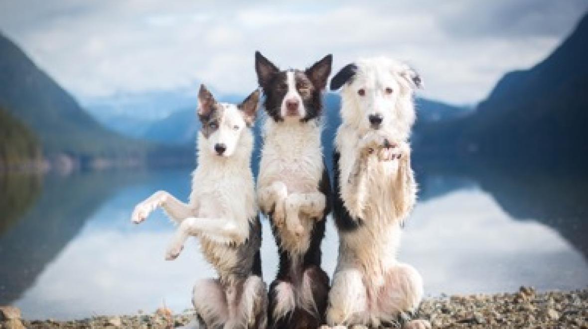 Amazing Super Collies Stunt Shows at Hands On Children’s Museum ...