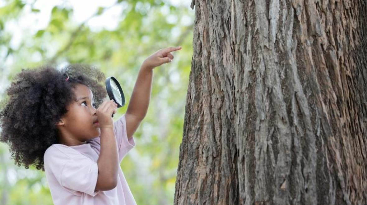 Museum-on-the-Go: Tree Treasures at the Shoreline Library | Seattle ...