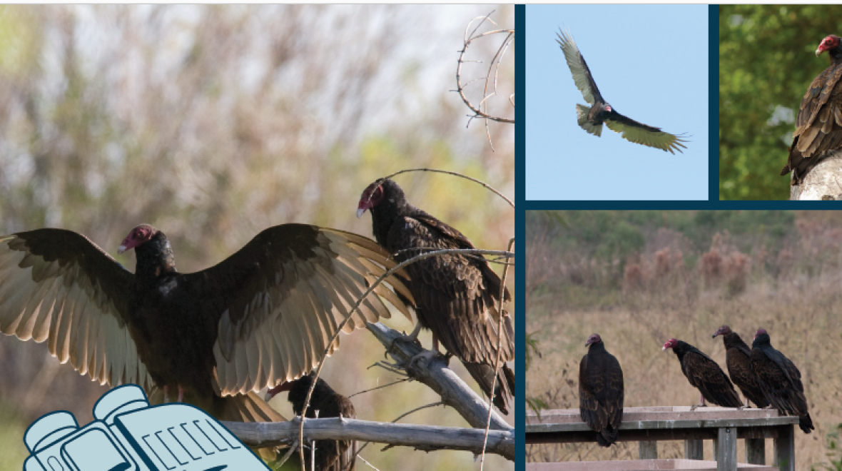 Turkey Vultures | Seattle Area Family Fun Calendar | ParentMap