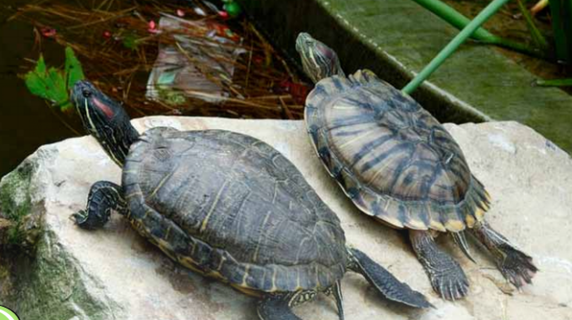 Turtle Time - Celebrate World Turtle Day | Seattle Area Family Fun ...