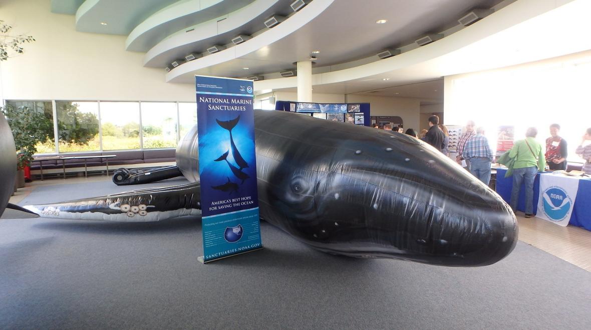 Go Inside A Whale | Seattle Area Family Fun Calendar | ParentMap