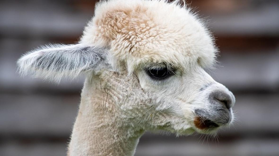 16th Annual National Alpaca Farm Days | Seattle Area Family Fun ...