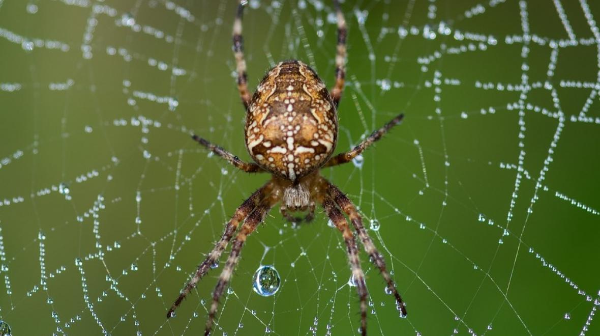 A Closer Look: PNW Spiders | Seattle Area Family Fun Calendar | ParentMap