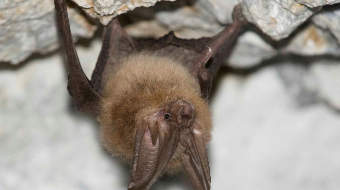 Bats Overhead at the Shoreline Library | Seattle Area Family Fun ...