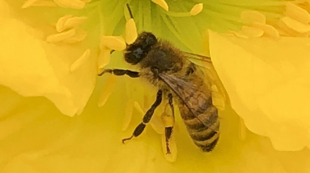 VIRTUAL: KCLS Program - Crafternoon with Miss Bekka - Earth Day Bees | Seattle Area Family Fun ...