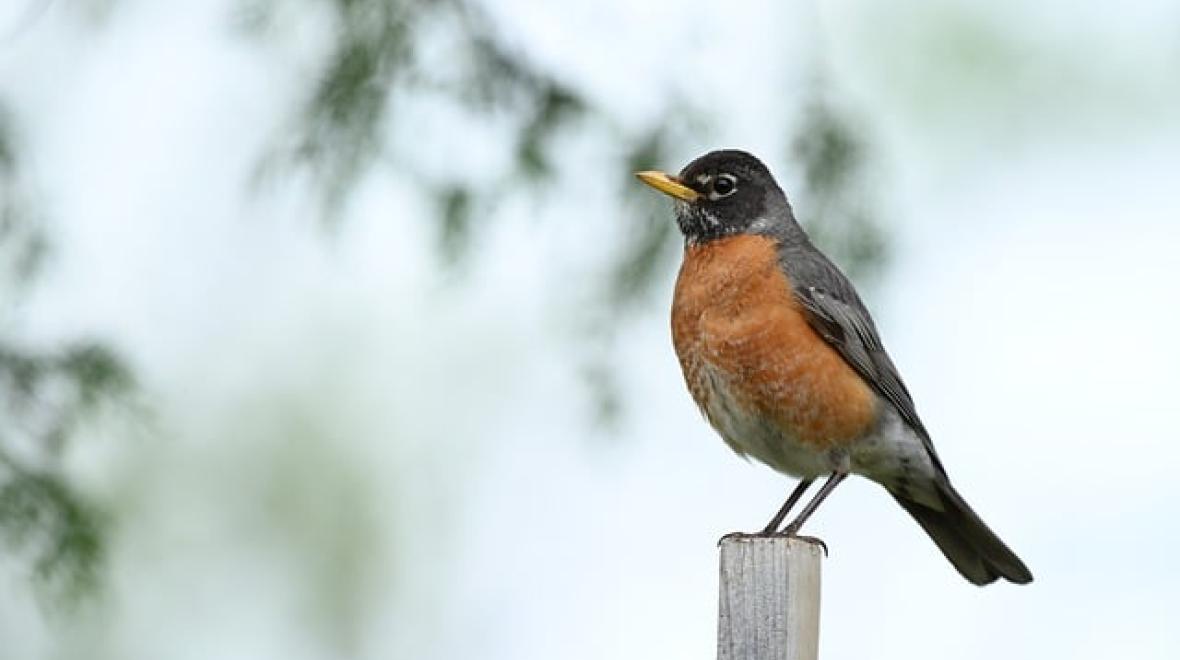 Bird Language and Identification at the Carnation Library | Seattle ...