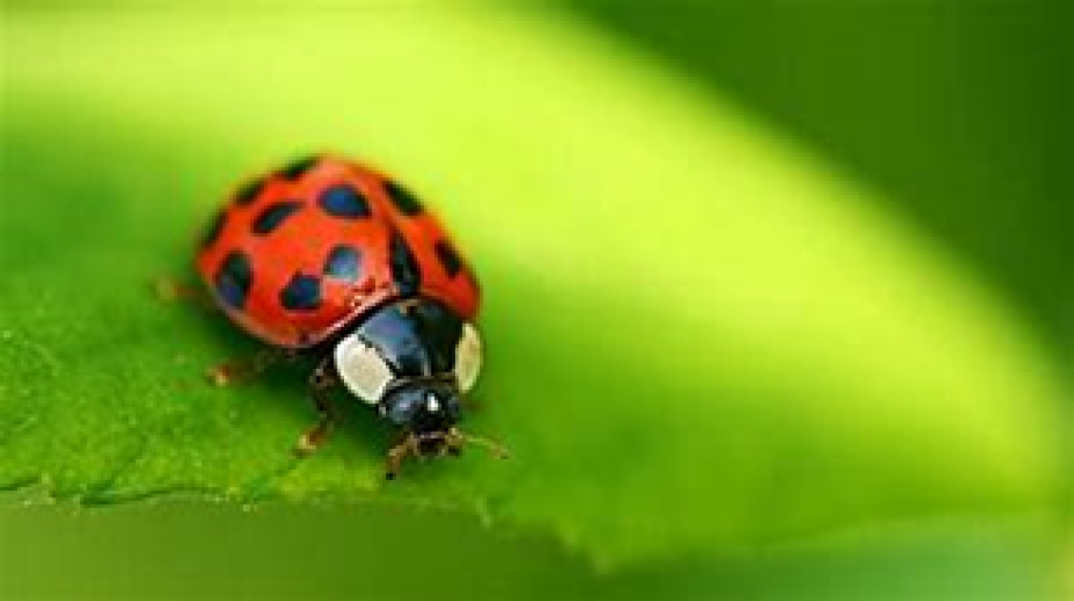 Bug Week Workshop: What are Beneficial Bugs at the Newport Way Library ...