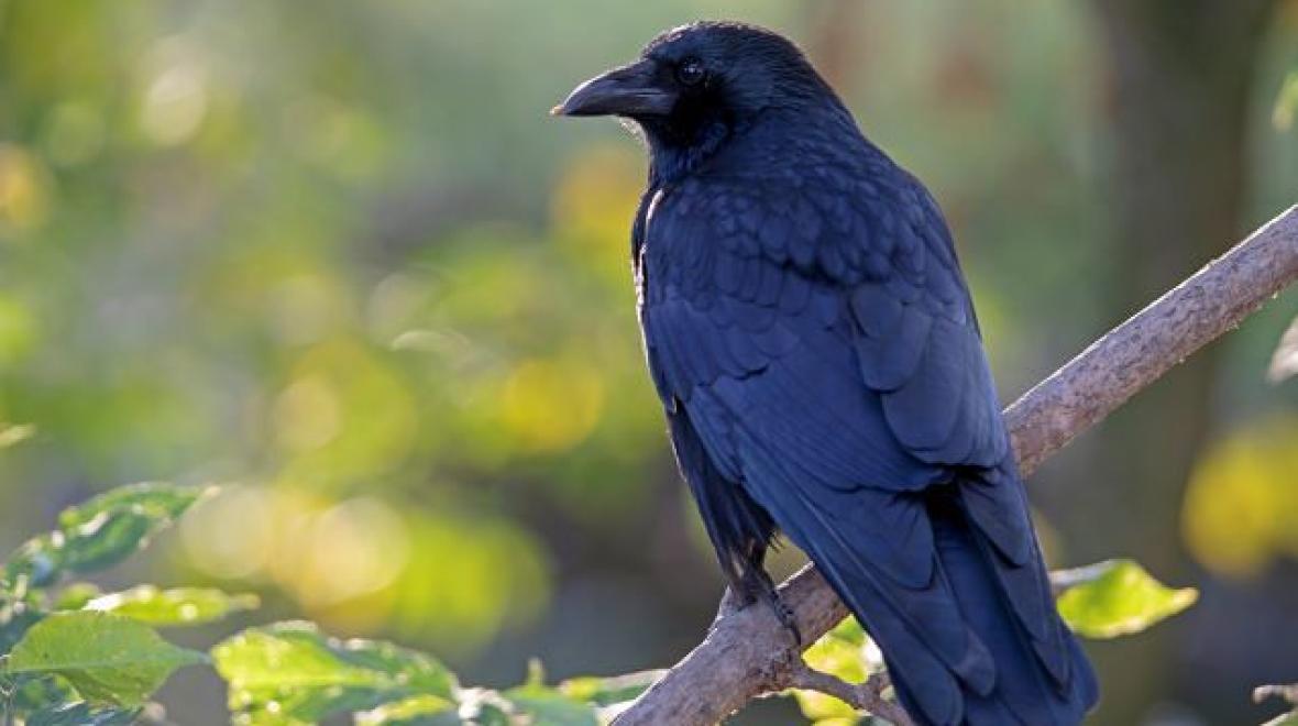 Let's Learn about Crows at the Lake Forest Library | Seattle Area ...