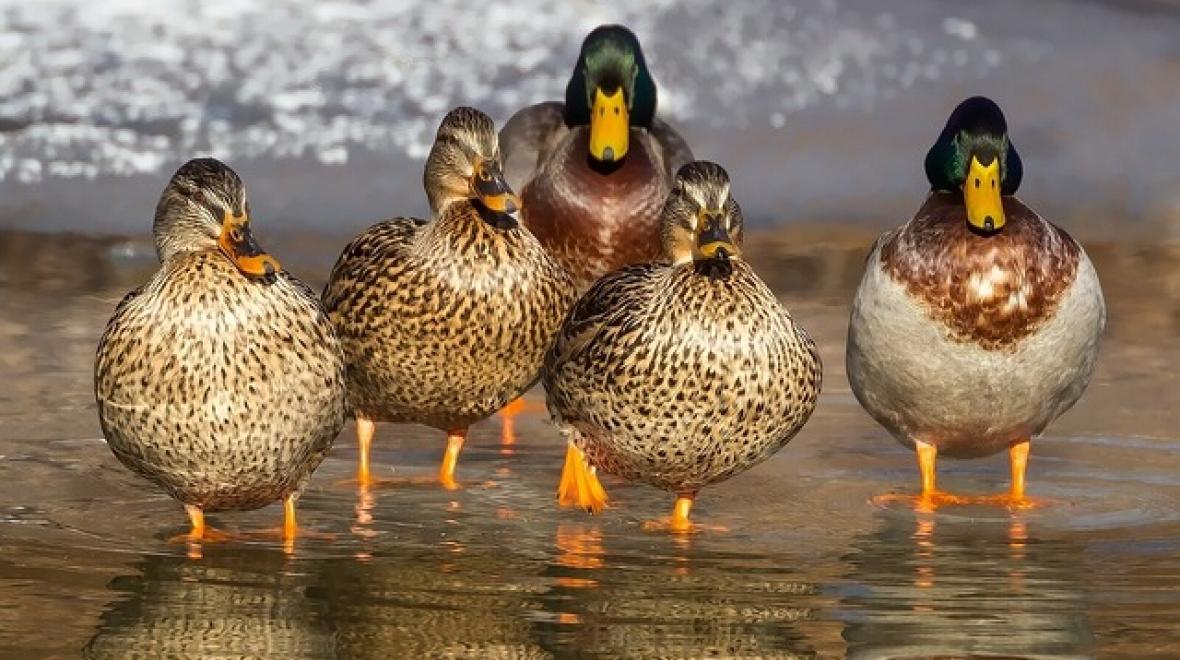 Winter Duck Days | Seattle Area Family Fun Calendar | ParentMap