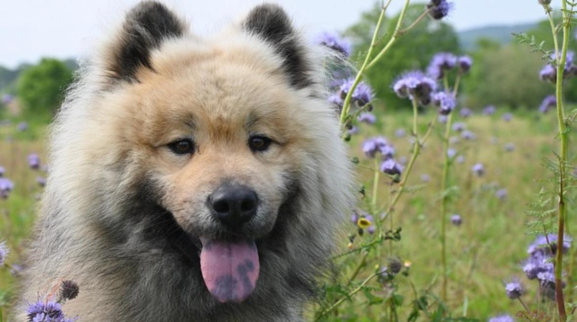 Paws in the Park | Seattle Area Family Fun Calendar | ParentMap