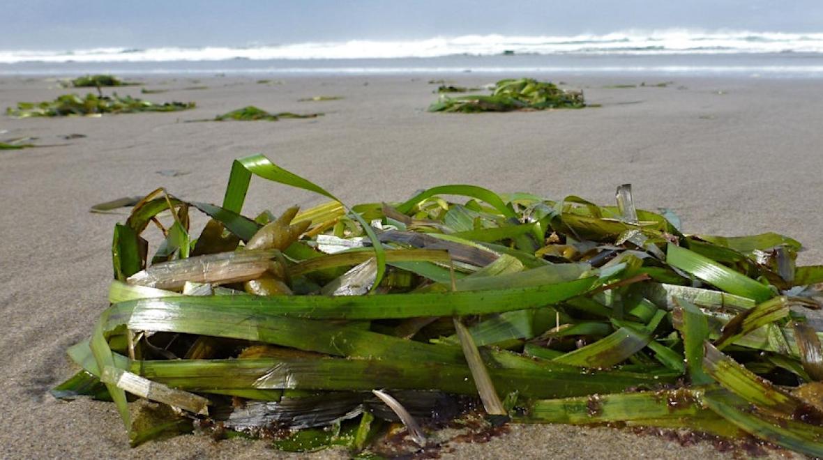 Junior Ecologists: Warck and Wreath | Seattle Area Family Fun Calendar ...