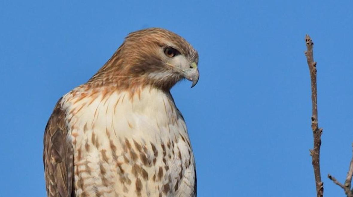 Mini Explorers: Hawks Can Squawk | Seattle Area Family Fun Calendar ...