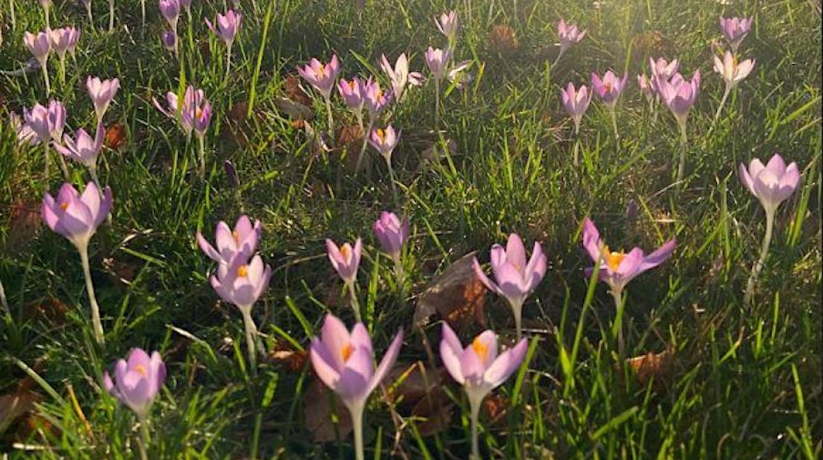 Mini Explorers: Fun with Flowers | Seattle Area Family Fun Calendar | ParentMap