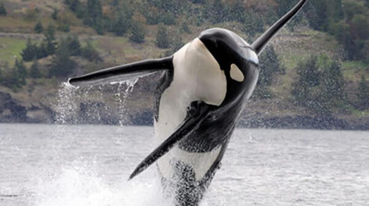 Orca Deep Dive | Seattle Area Family Fun Calendar | ParentMap