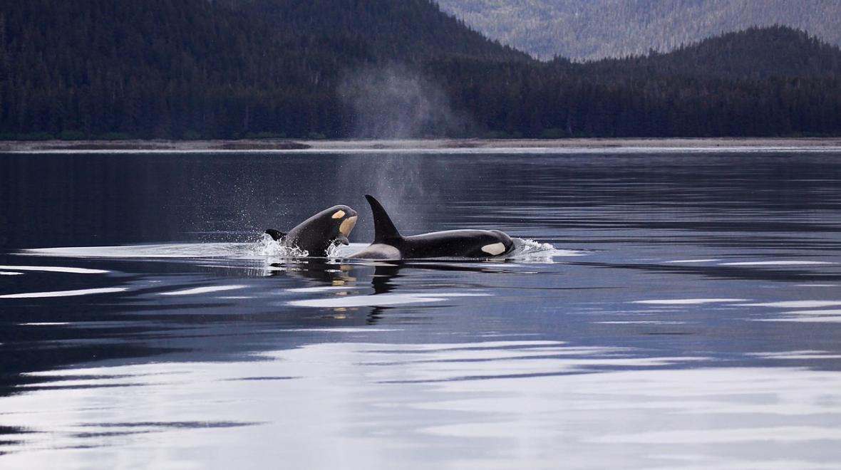 Saving the Orcas: Storytelling, Kids and Science | Seattle Area Family ...