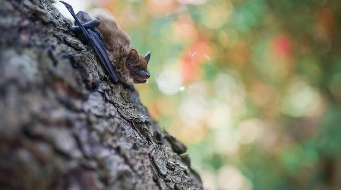 Bats of Washington Workshop | Seattle Area Family Fun Calendar | ParentMap