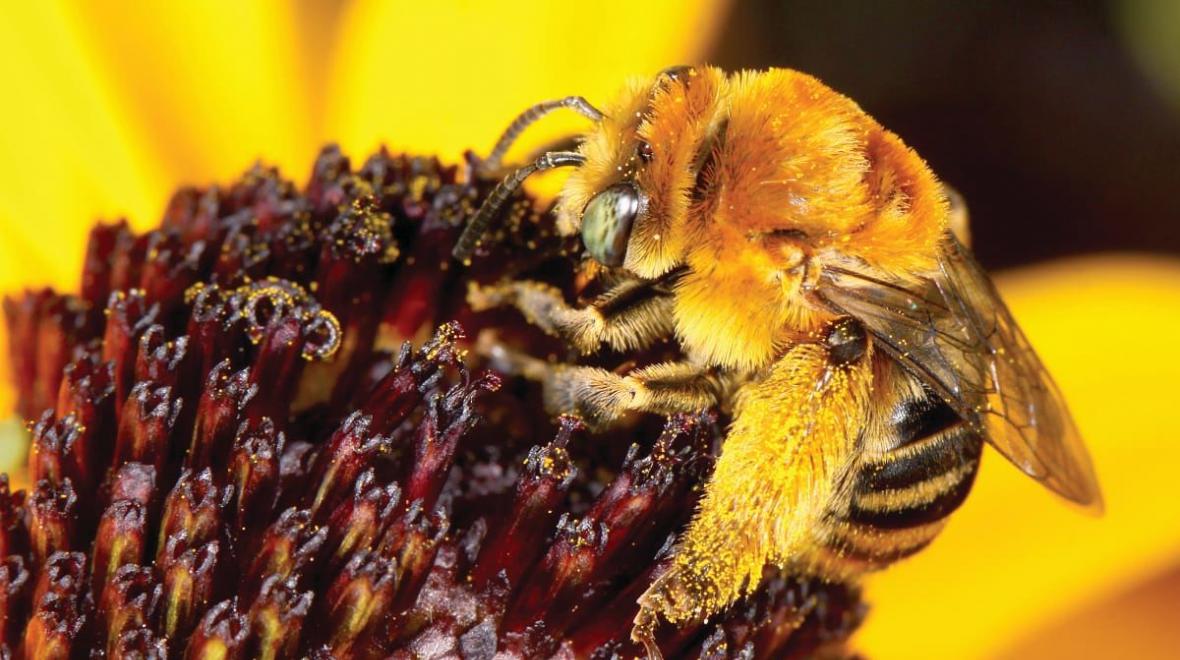 KCLS Online Program: Master Gardener Series for Kids-Great Sunflower ...